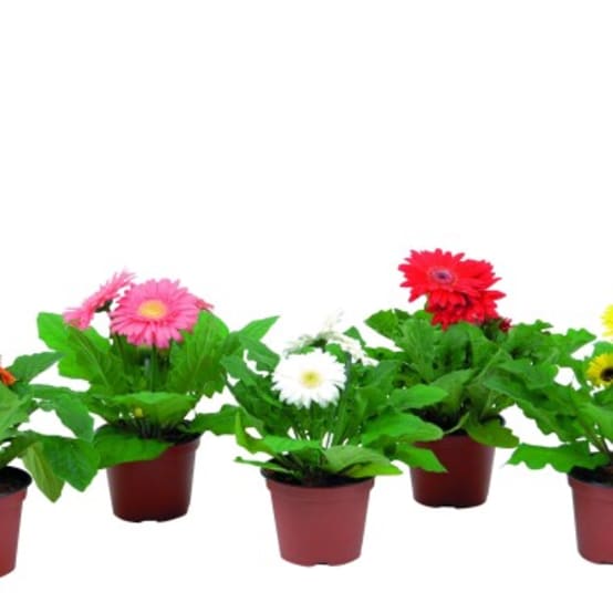 Gerbéra x 'Everlast Flame ' - Jardiland