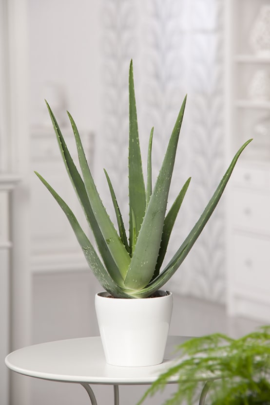 Aloès, Aloé vera, Aloé des Barbades - Jardiland