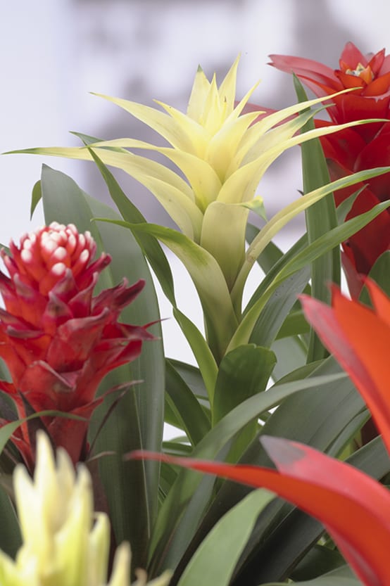 Guzmania - Jardiland