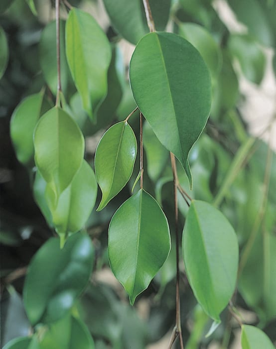 Ficus llorón 'Exotica' - Jardiland
