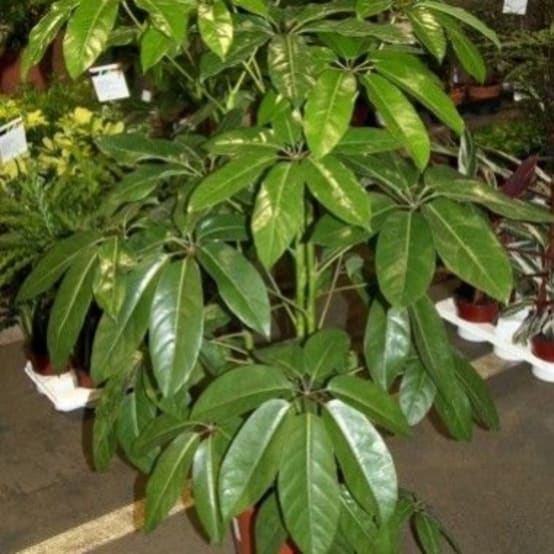 Schefflera 'Amate' - Jardiland