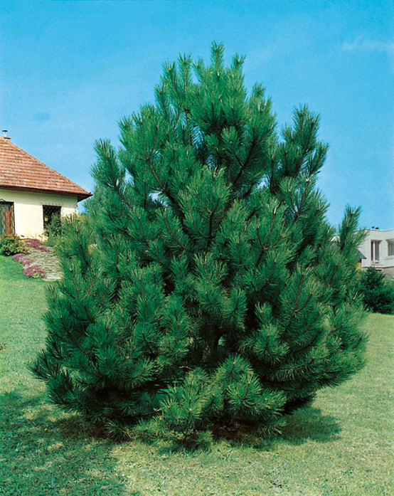 Pin Noir D'Autriche - Jardiland