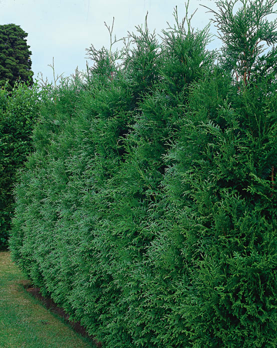 Cedro Rojo 'Atrovirens' - Jardiland