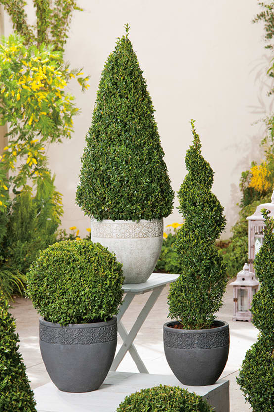 Boj Común - Jardiland