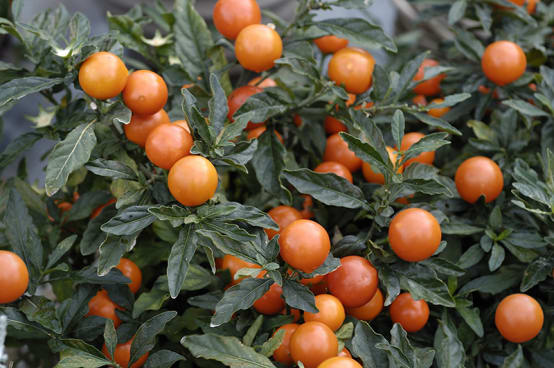 Pommier d'Amour, cerisier d'Amour, oranger de savetier - Jardiland