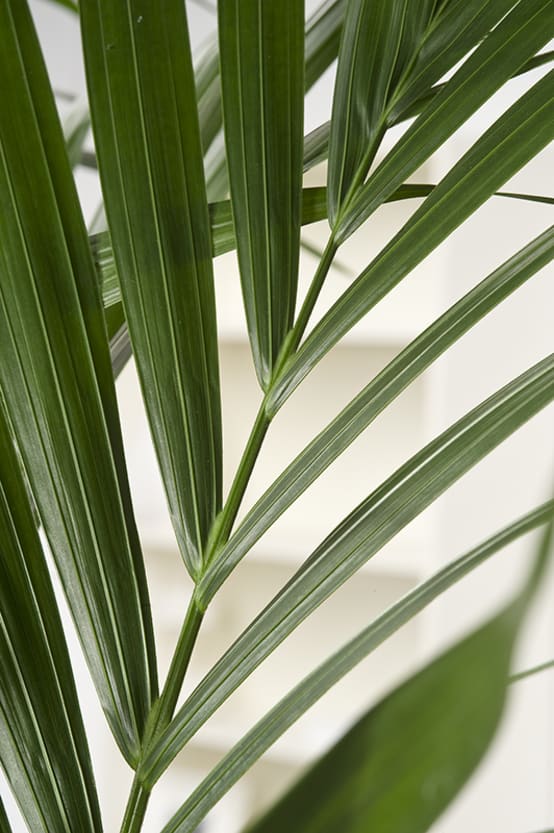 Kentia de Foster - Jardiland