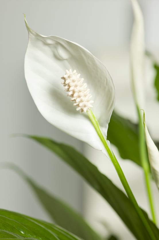 Flor de luna - Jardiland