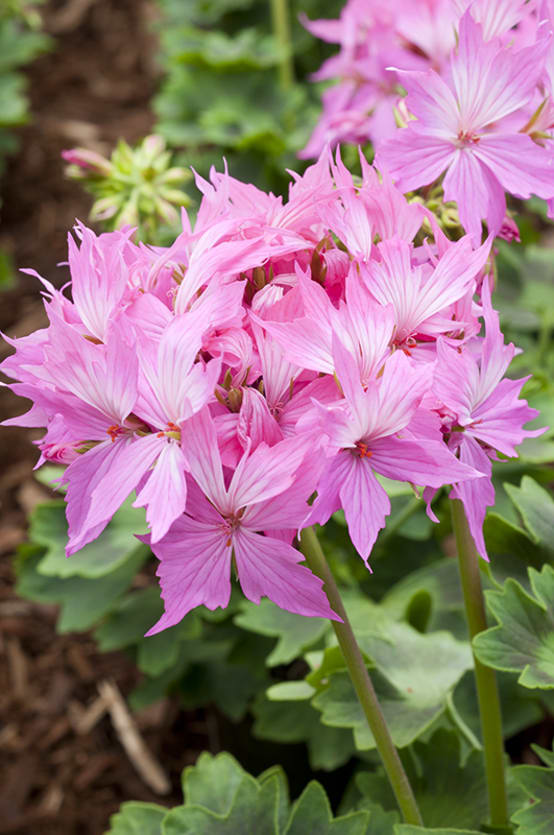 Géranium zonale 'Fireworks', pélargonium zonale 'Fireworks' - Jardiland