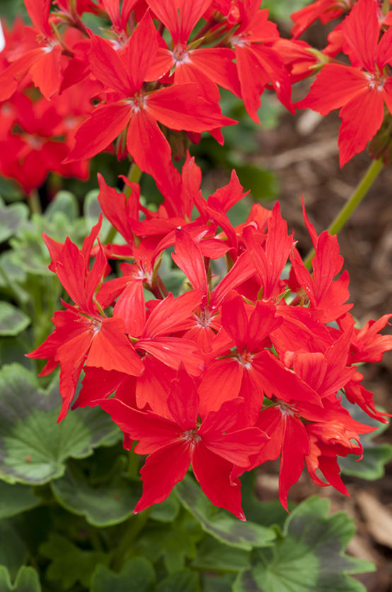 Géranium zonale 'Fireworks', pélargonium zonale 'Fireworks' - Jardiland
