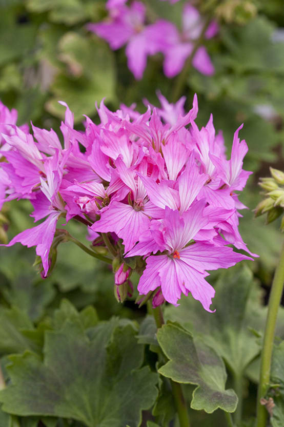 Géranium zonale 'Fireworks', pélargonium zonale 'Fireworks' - Jardiland