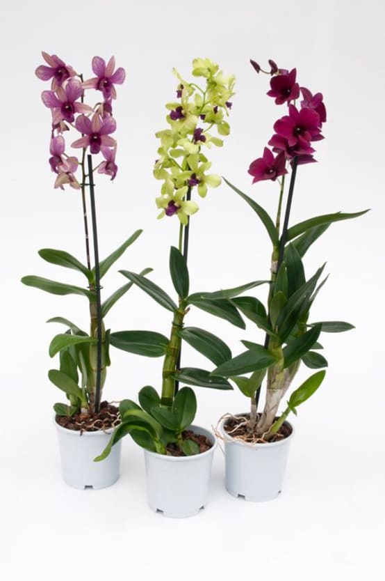 Orchidée dendrobium - Jardiland