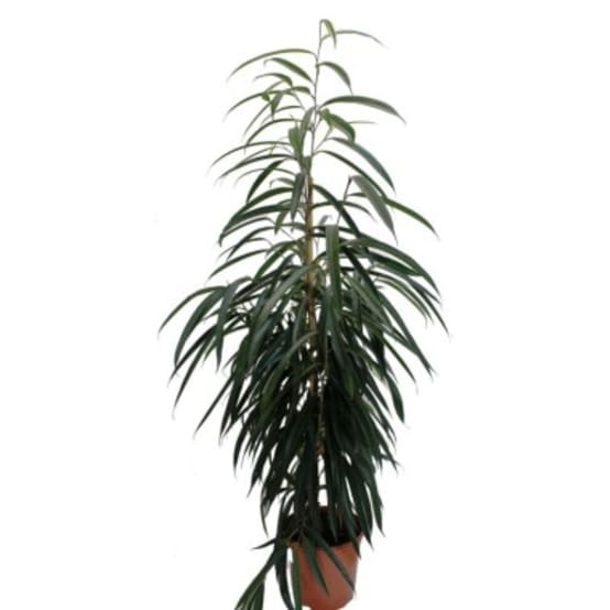 Ficus sabre 'Alii' - Jardiland