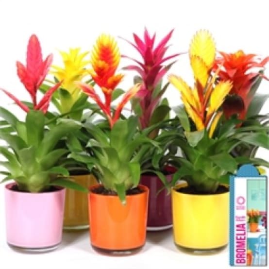 Bromélia - Jardiland
