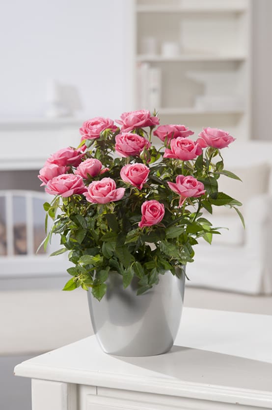 Rosal miniatura - Jardiland