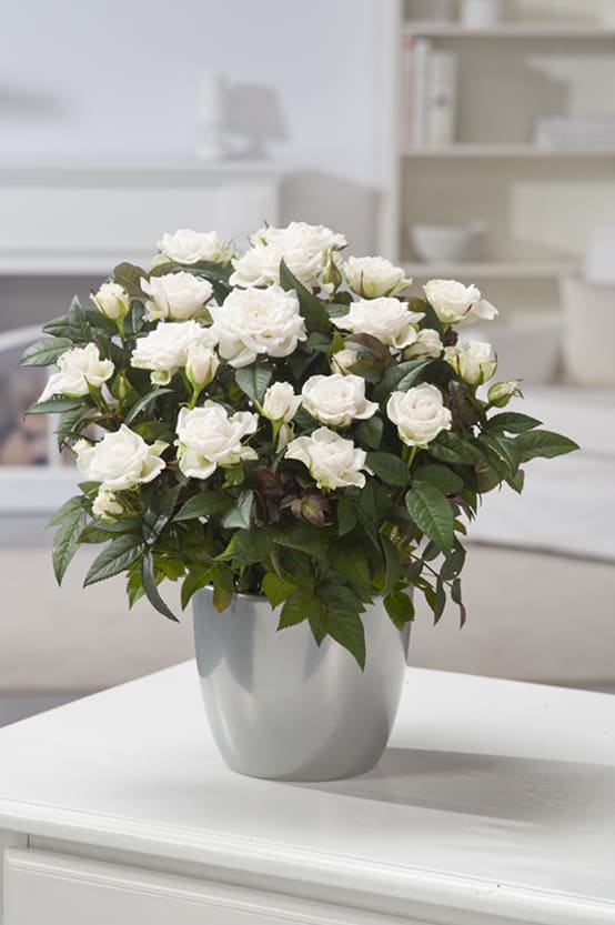 Rosal miniatura - Jardiland