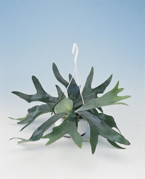 Corne d'elan - Jardiland