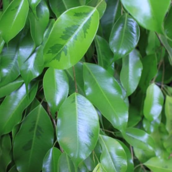 Ficus llorón - Jardiland