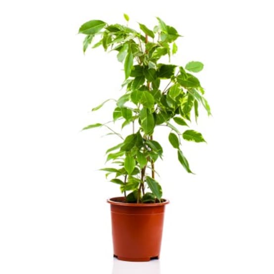 Ficus llorón - Jardiland