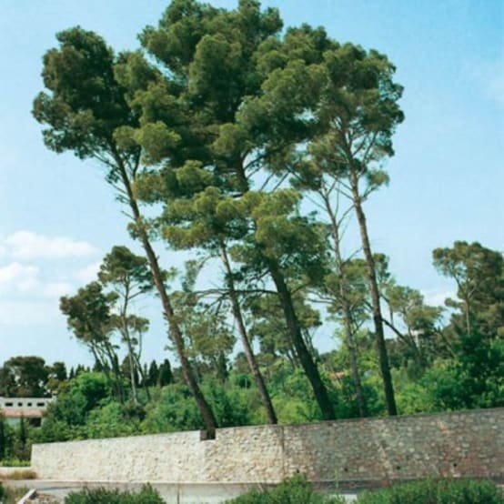 Pin D'Alep - Jardiland