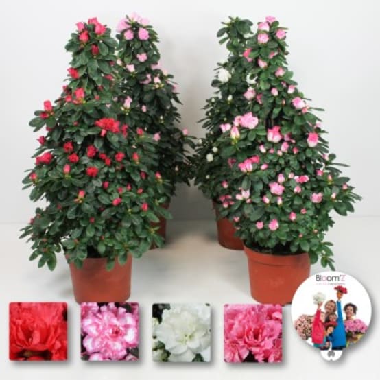 Azalea de interior Vogel - Jardiland