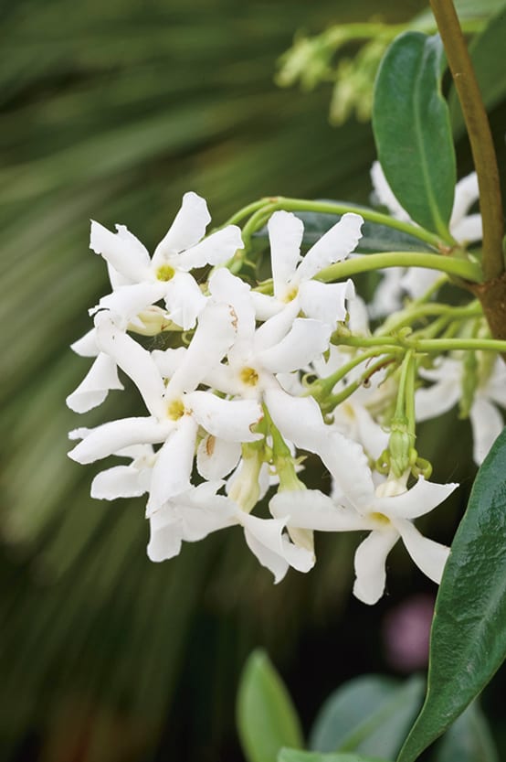 Jazmín estrellado - Jardiland