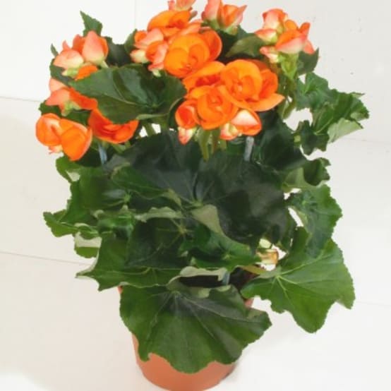 Bégonia Elatior - Jardiland