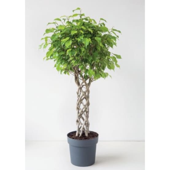 Ficus llorón - Jardiland