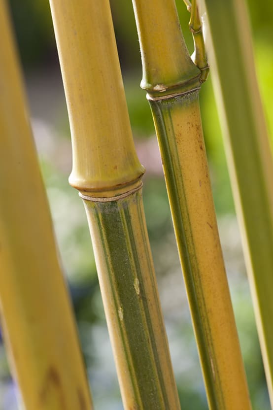 Bambou Jaune 'Spectabilis' - Jardiland