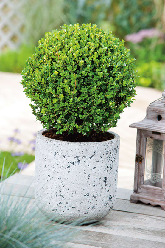 Buis à Petites Feuilles 'Faulkner' - Jardiland