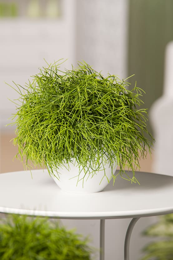 Cactus-gui - Jardiland