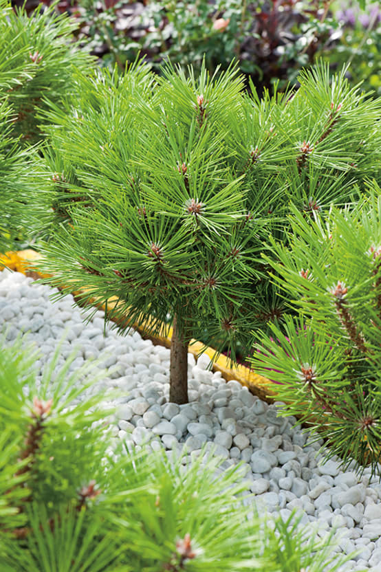 Pin Noir 'Pierrick Brégeon - Jardiland