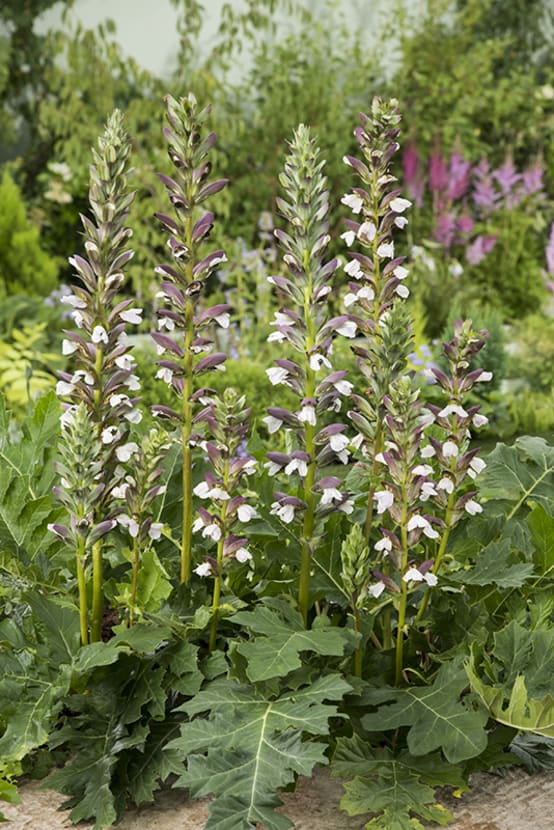 Acanthe mollis - Jardiland