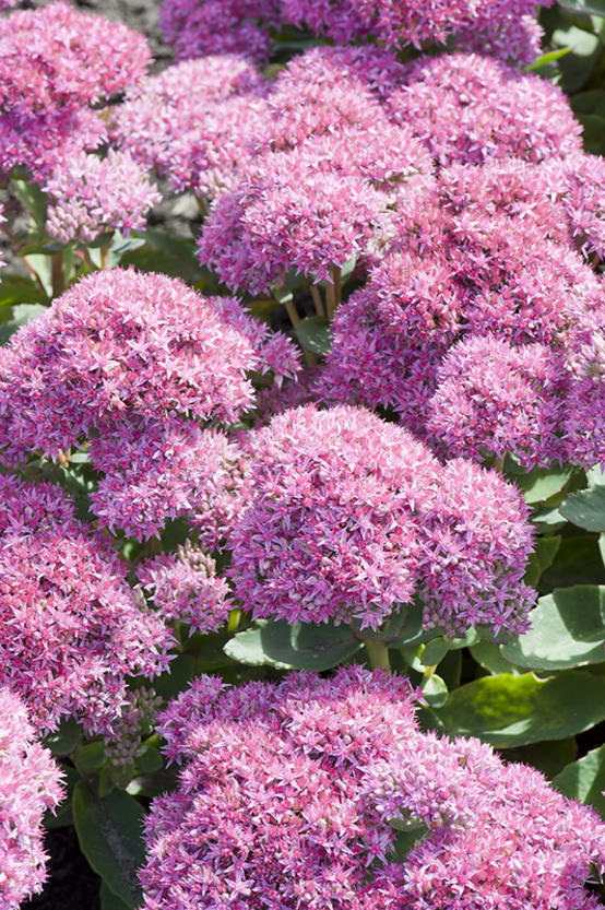 Orpin 'Carl' - Jardiland