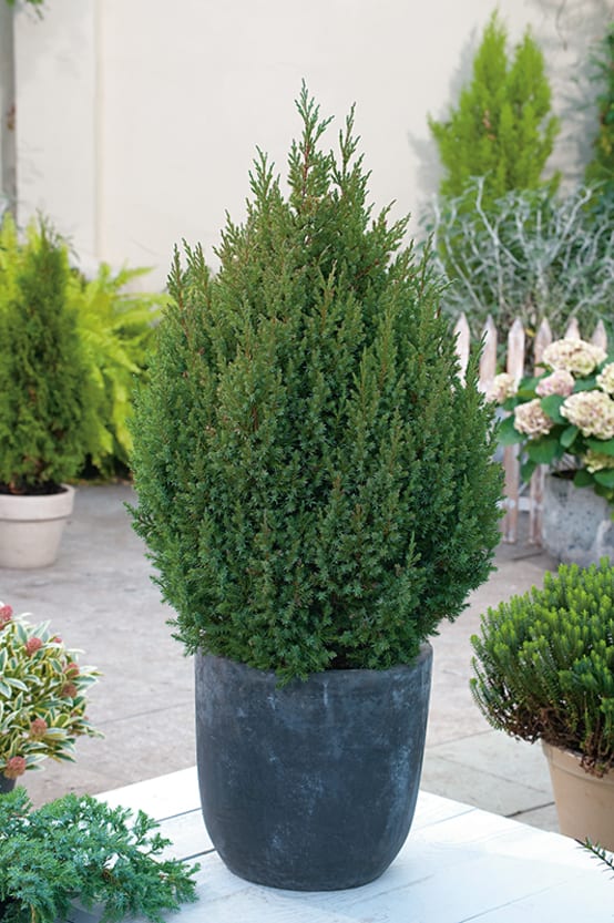 Genévrier de Chine 'Stricta' - Jardiland