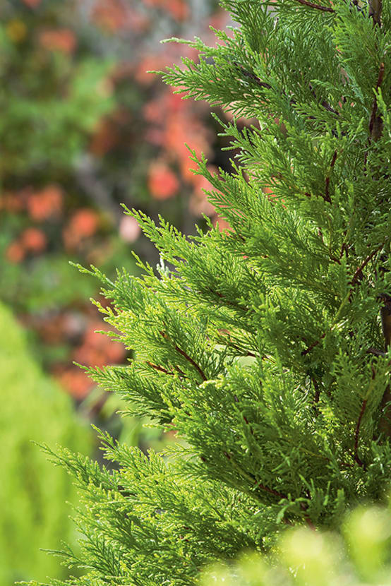 Cyprès De Leyland - Jardiland