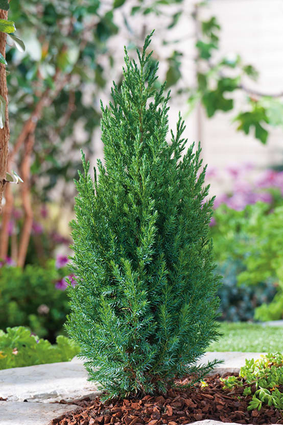 Genévrier de Chine 'Stricta' - Jardiland