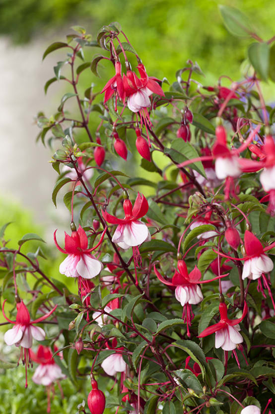 Fuchsia 'Madame Cornelisson' - Jardiland
