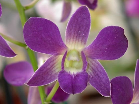 Orchidée dendrobium - Jardiland