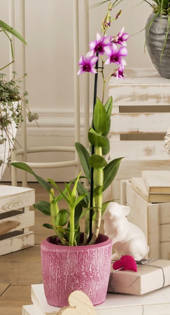 Orchidée dendrobium - Jardiland