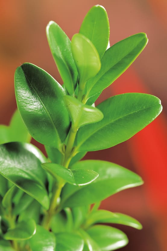 Boj Común - Jardiland