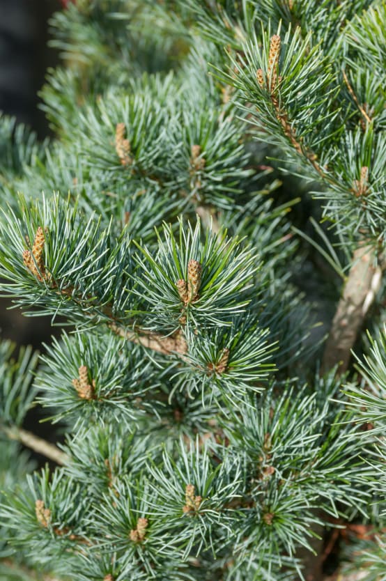 Pin Blanc Du Japon 'Negishi' - Jardiland