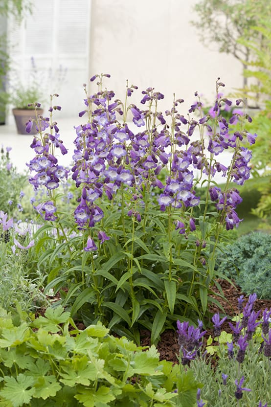 Galane 'alice hindley bicolo' - Jardiland