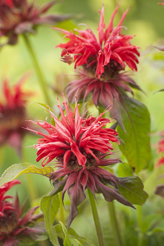 Monarde 'Cambridge Scarlet' - Jardiland