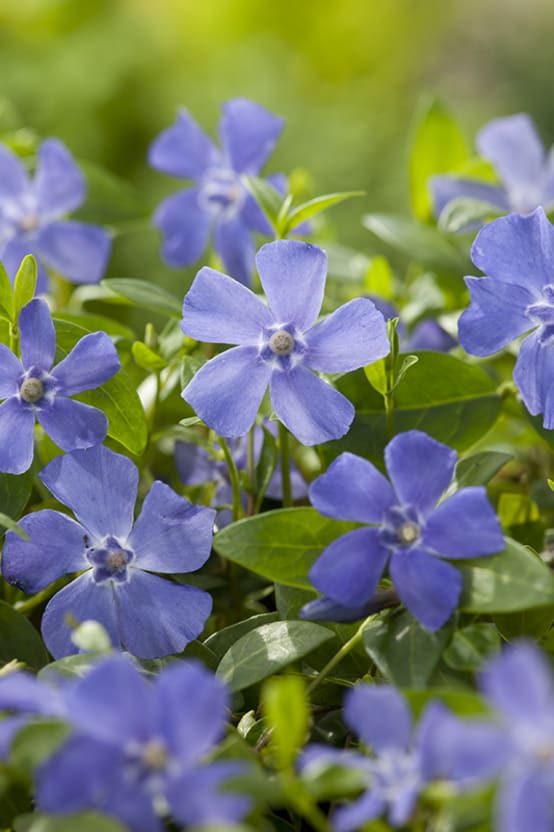 Petite pervenche 'minor' - Jardiland