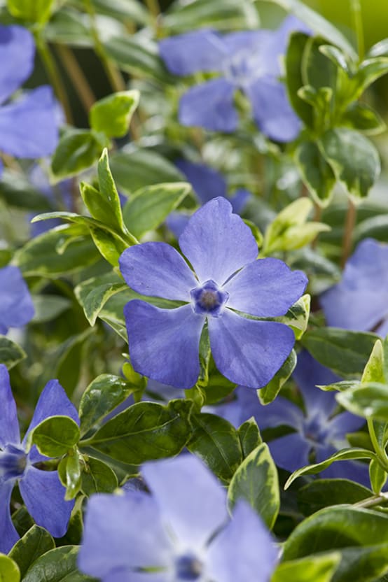 Pervenche - Jardiland