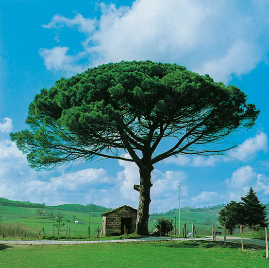 Pin Parasol - Jardiland