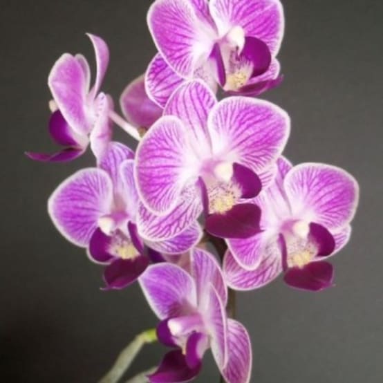 Orquídea mariposa 'Multiflora' - Jardiland