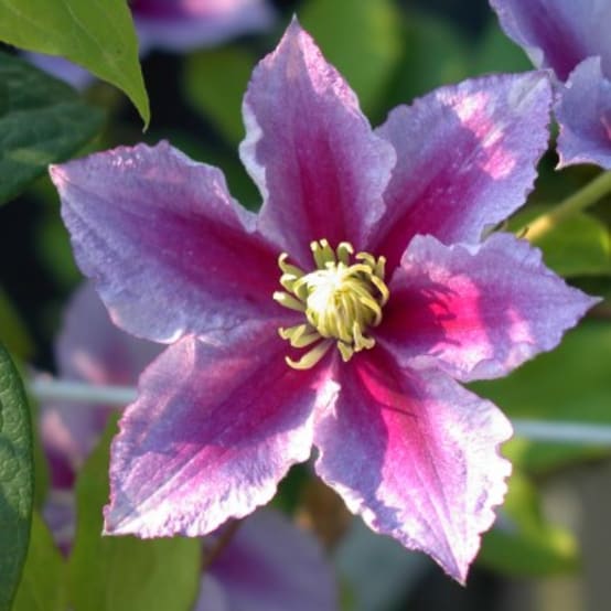 Clématite - Jardiland