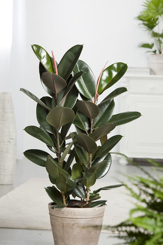 Caoutchouc 'Abidjan' - Jardiland