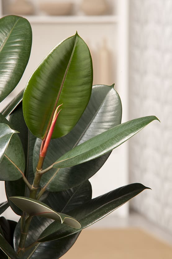 Caoutchouc 'Abidjan' - Jardiland